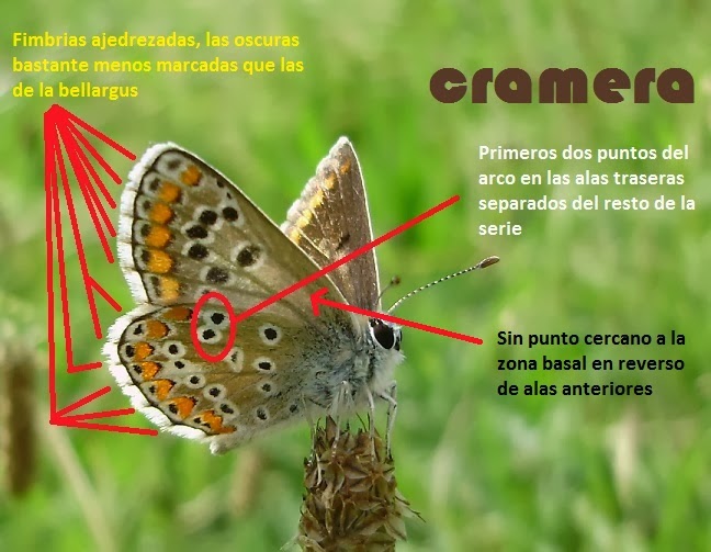 Mariposas y orugas (Volvoretas e eirugas): noviembre 2013