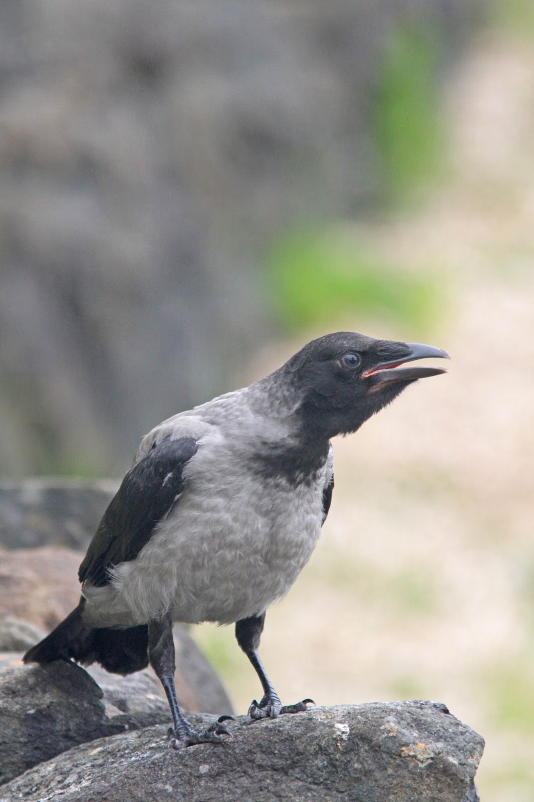 Northamptonshire Birding: Scotland Day 23 (Sunday 16th June)