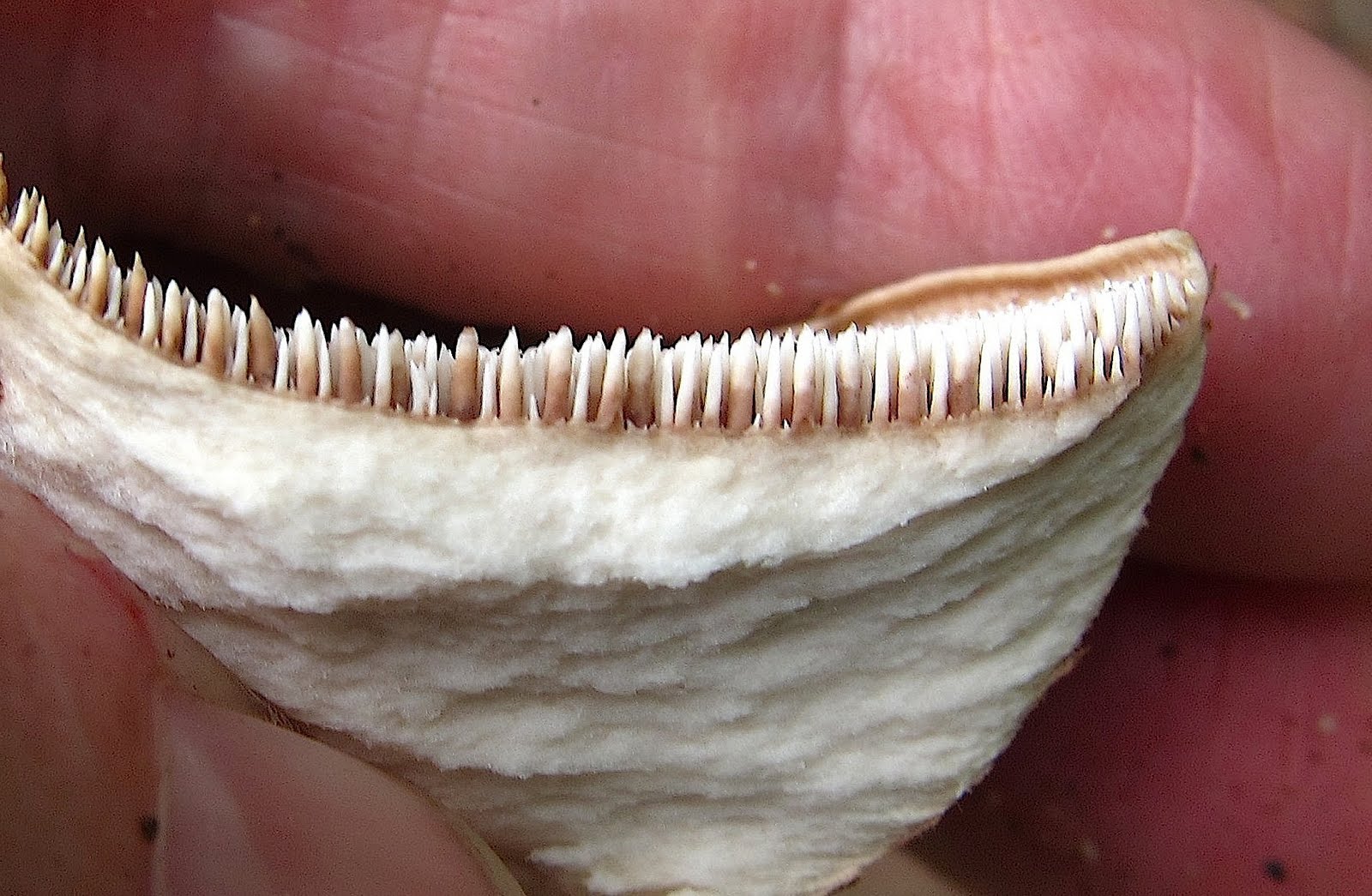 Saratoga woods and waterways: The Days Grow Short