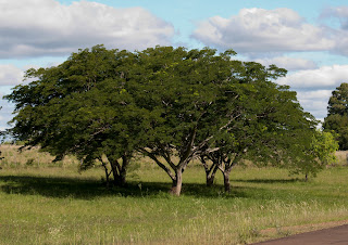 aprande más sobre la fauna y flora del Uruguay: TIMBÓ