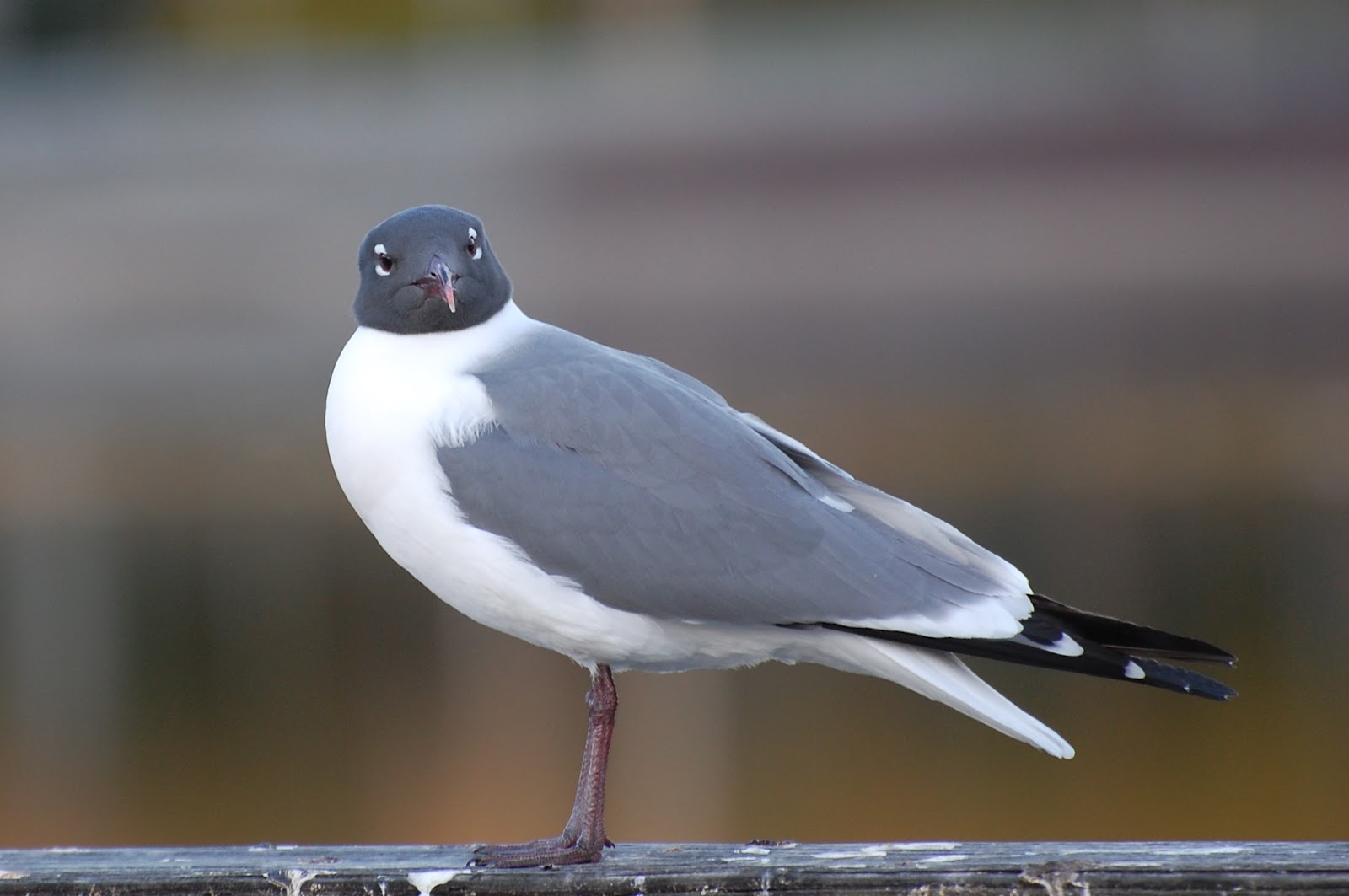 Urban Wildlife Guide: Laughing Gull Season is Almost Over