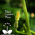 Pollinating Cucumber Flowers : MrBrownThumb
