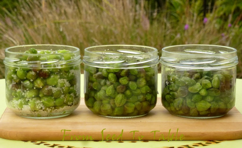 From Seed To Table: The Caper Caper Resumes