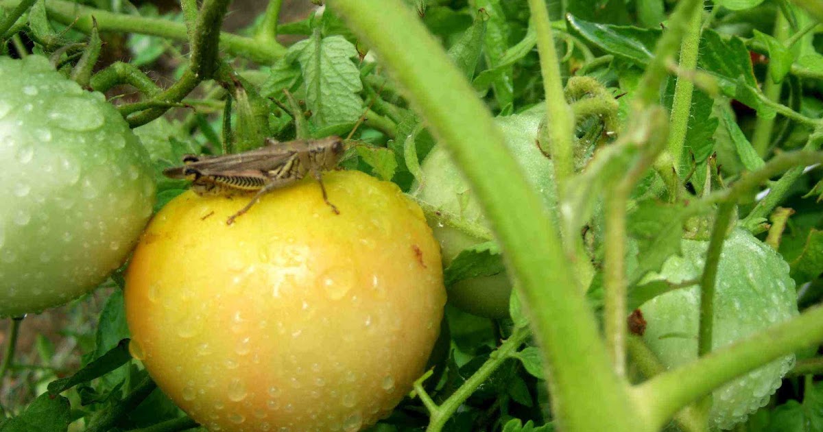 Helping Gardeners Grow: Eating Bugs