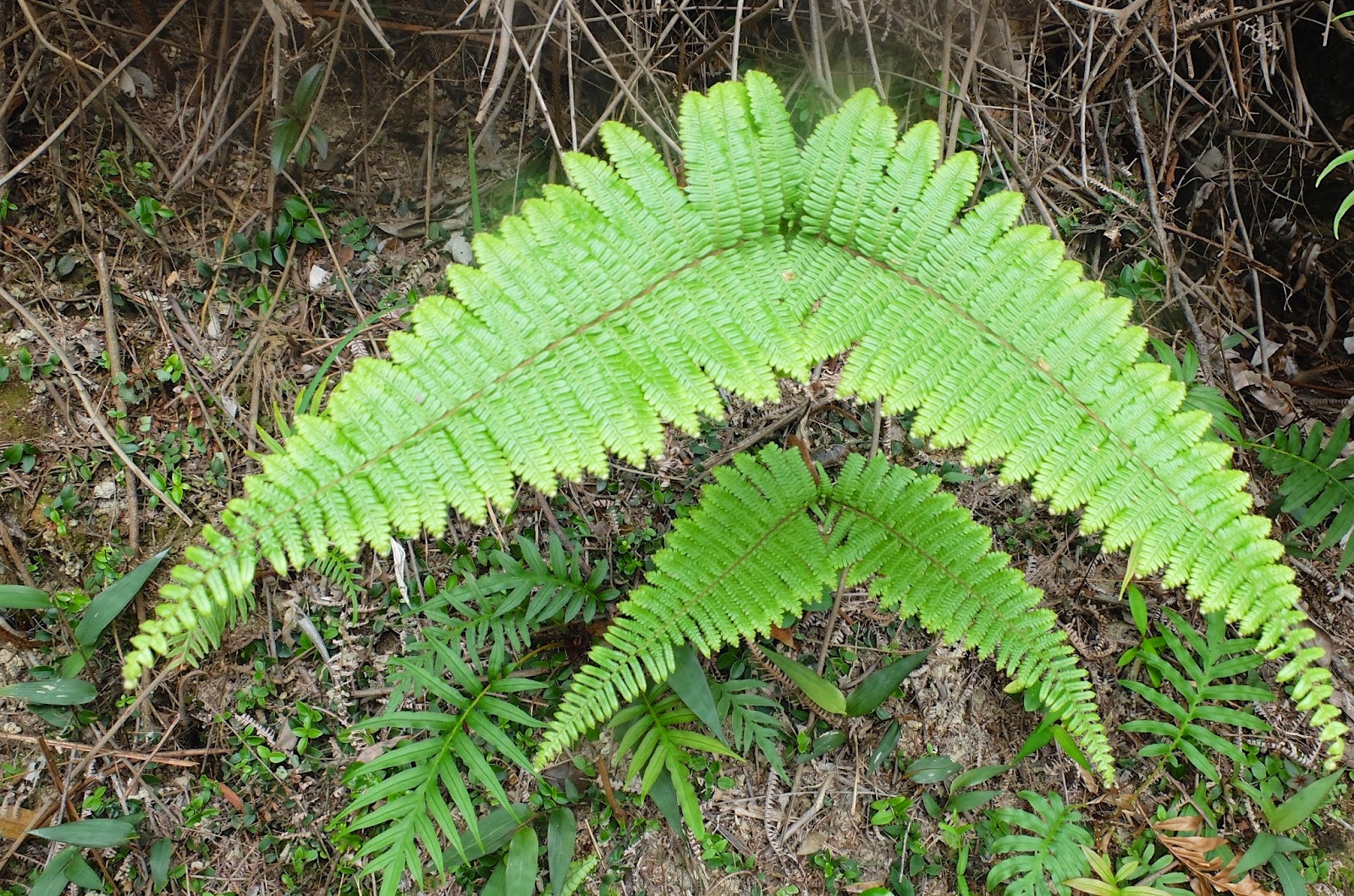 Musings on Life in Hong Kong: Ferns of Tuen Mun