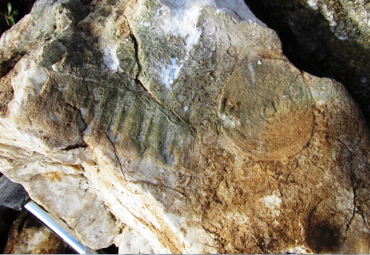 HERCEGOVINA-GEOARHEO: NOVI UVID U RARITETNE FOSILE PUŽEVA i ŠKOLJKI ...