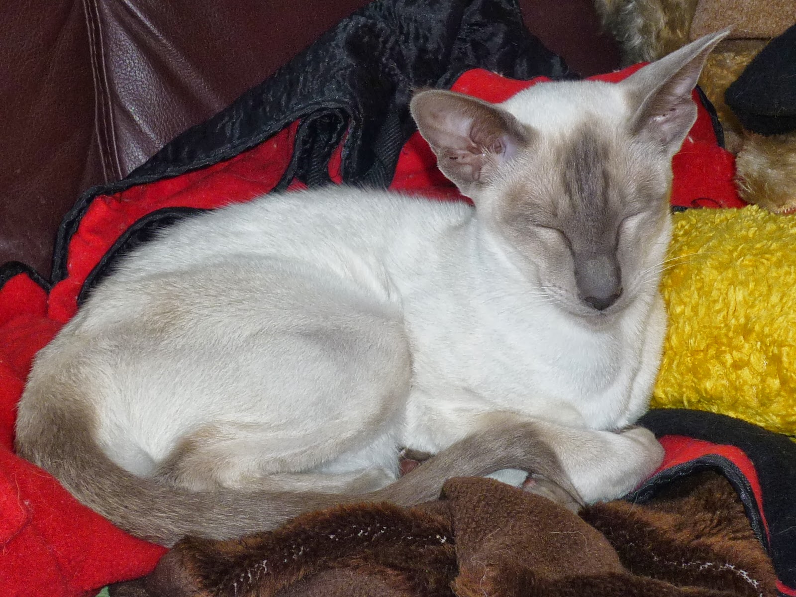 cattery siame's: Siamees en Oosters korthaar Poezen