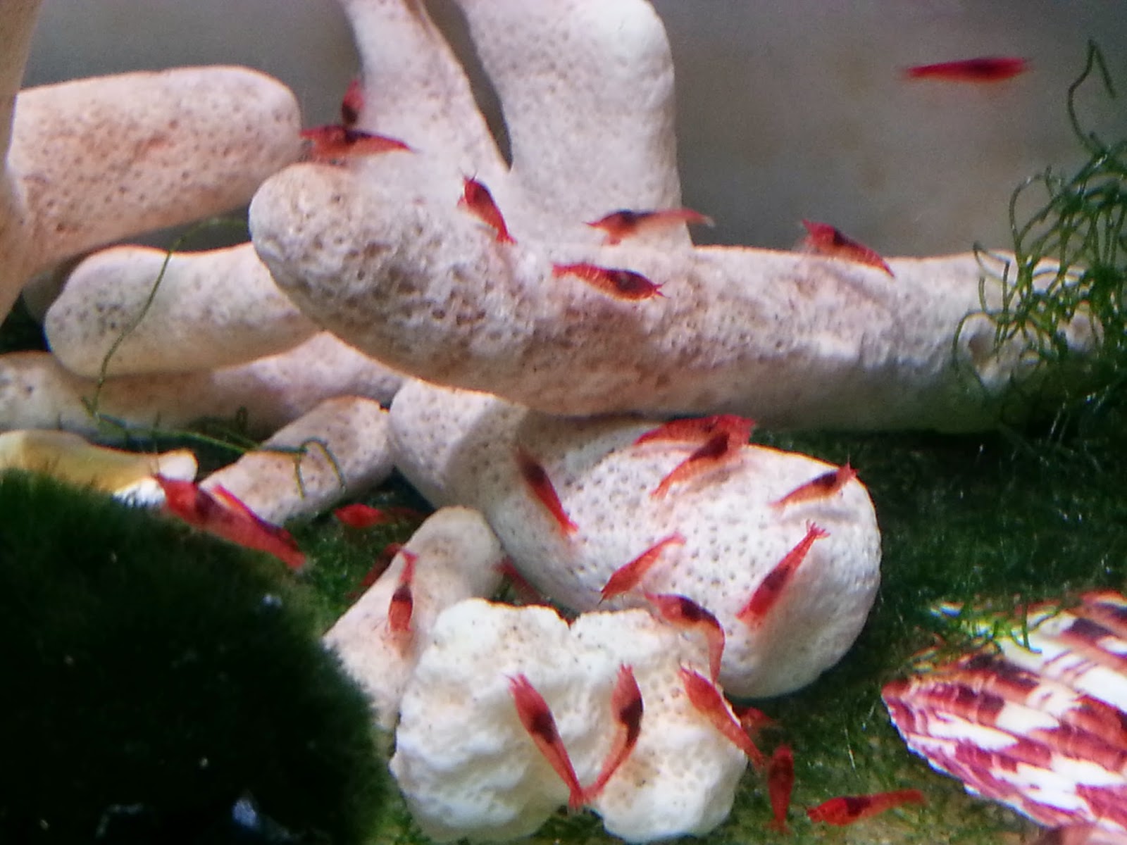 Shrimpist: Opae Ula (breeding - Sold Out) - 29 jan 2015[last updated]