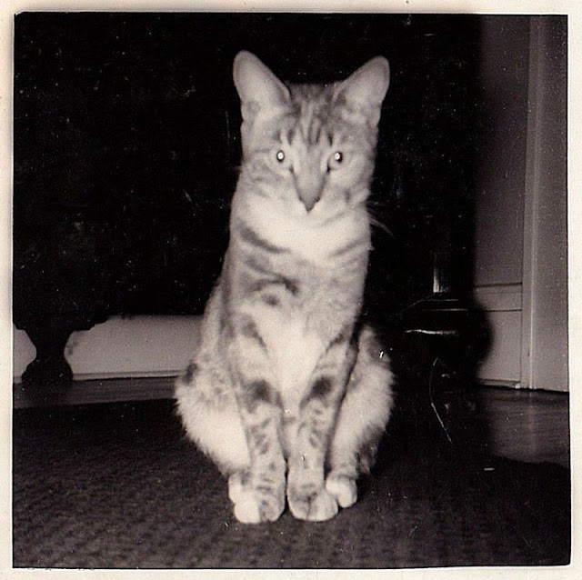 These Vintage Snaps Show Lovely Feelings of Cats When They Were ...