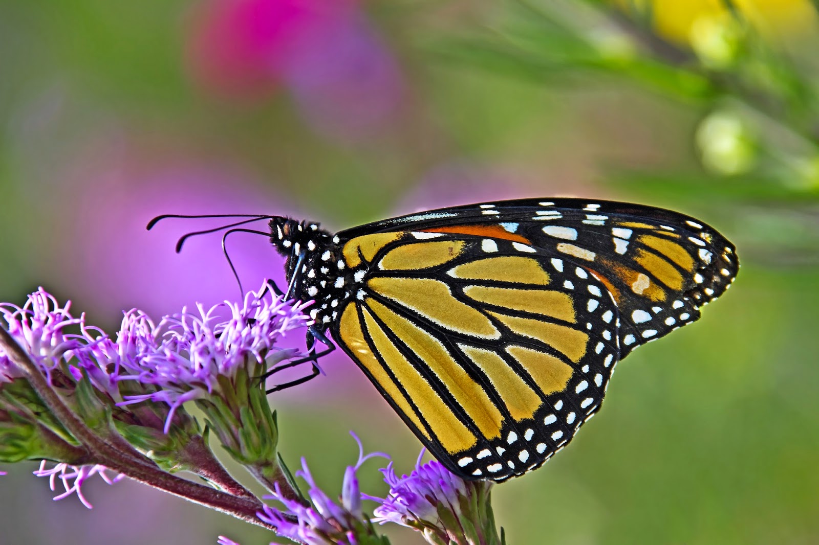 Rotary Botanical Gardens - Hort Blog: Monarch Magnets