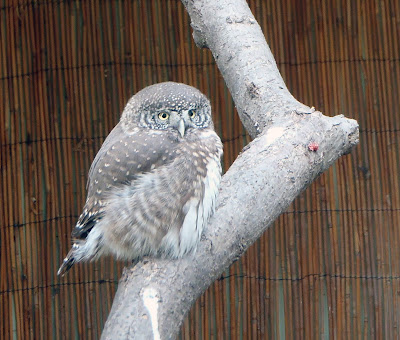 pan-Aves: Dinosauři v Zoo Praha, díl 3. – Afroaves