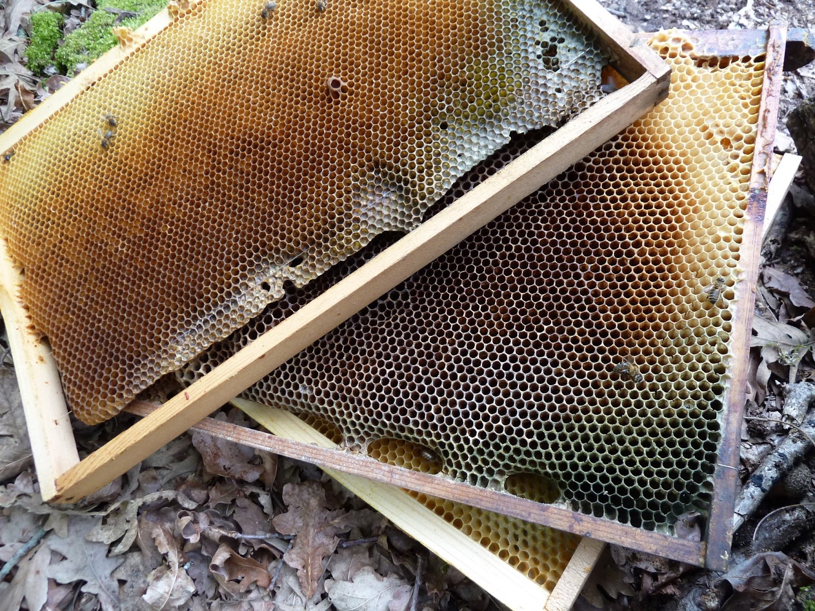 Abeilles des landes: Loque Européenne
