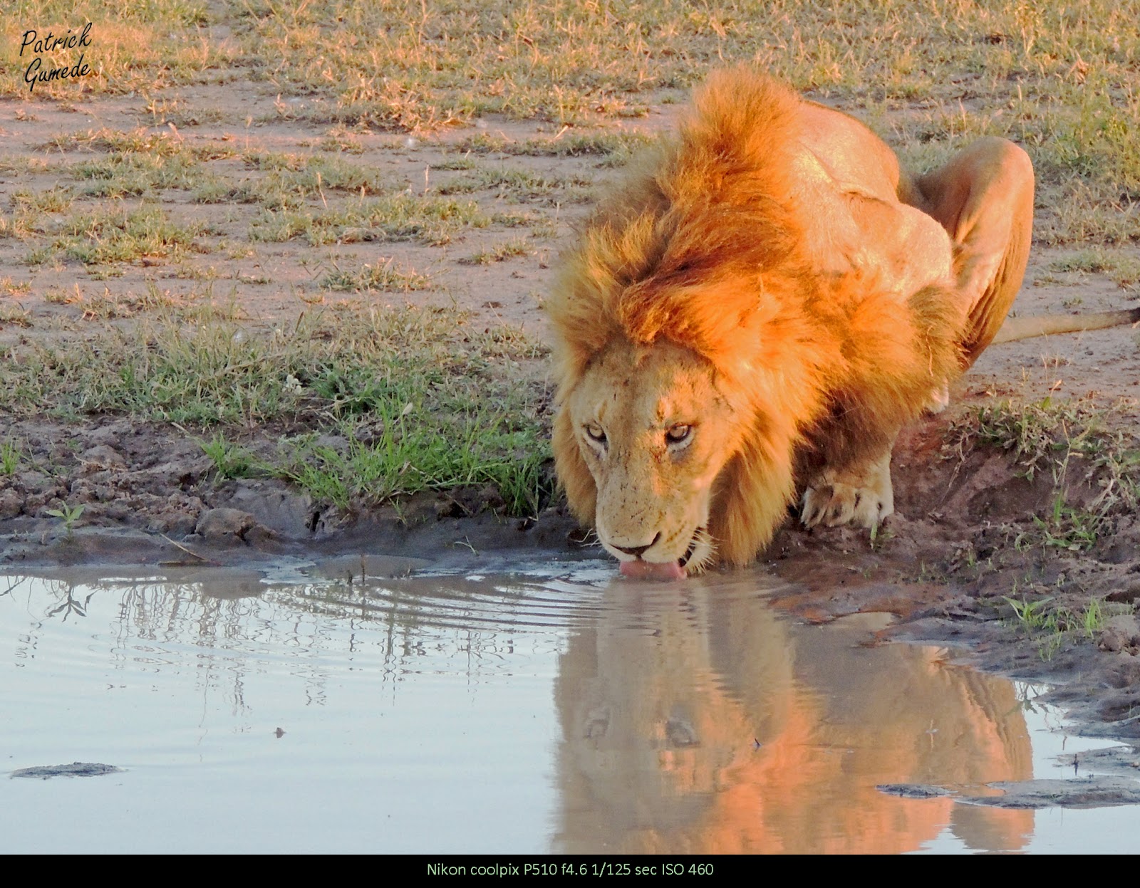 The Matimba coalition