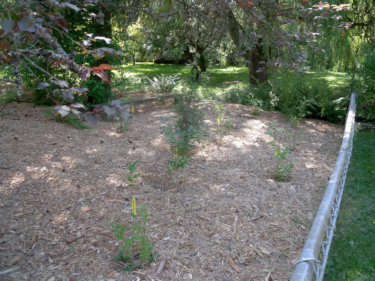 Little Swamp Creek: Streamside planting update