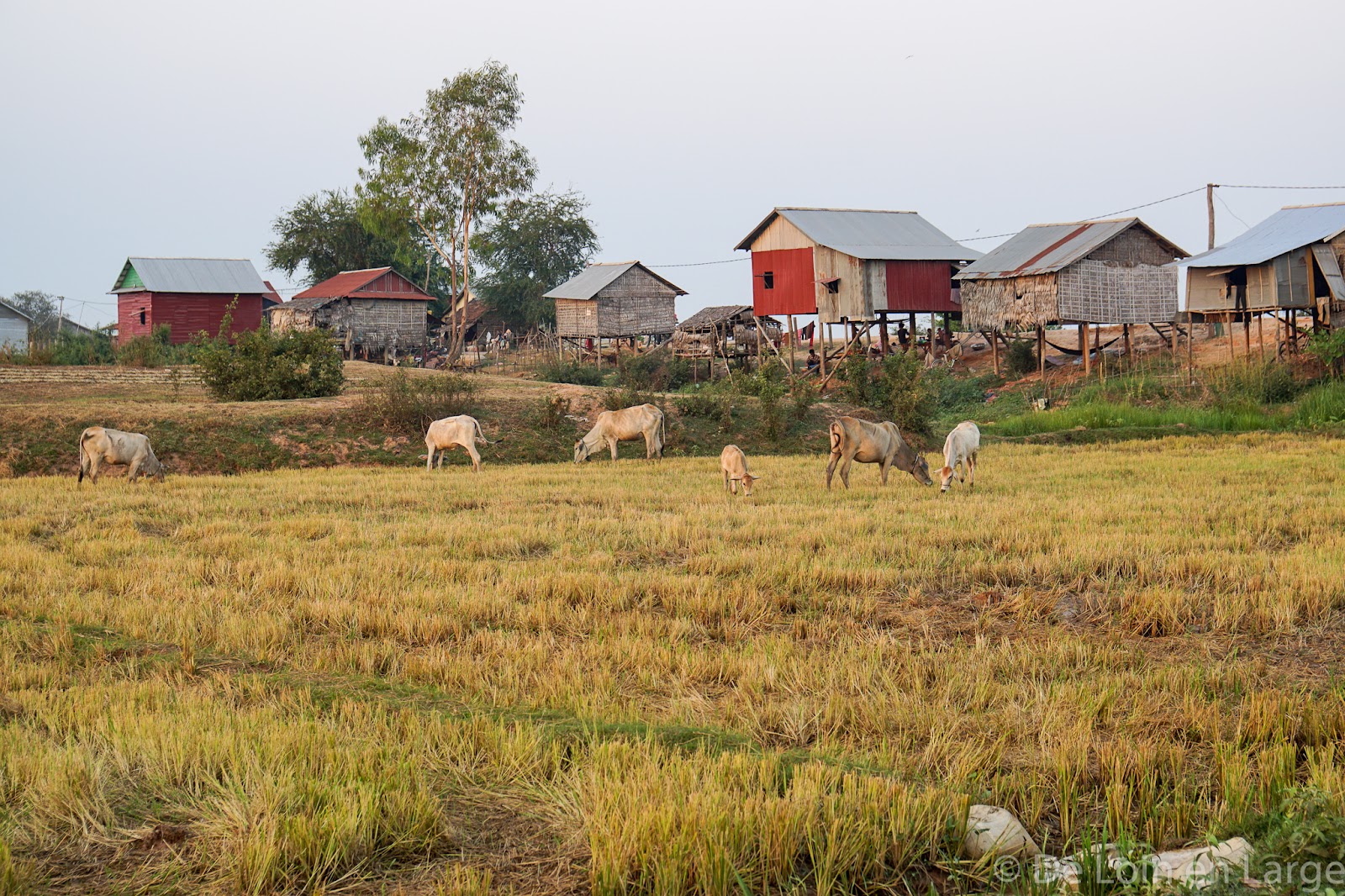 De loin en large: 2015