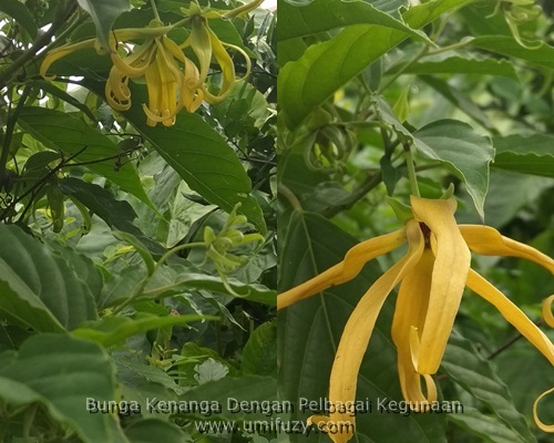 Bunga Kenanga Dengan Pelbagai Kegunaan - IAMFUZY™ Malaysia Lifestyle Blog