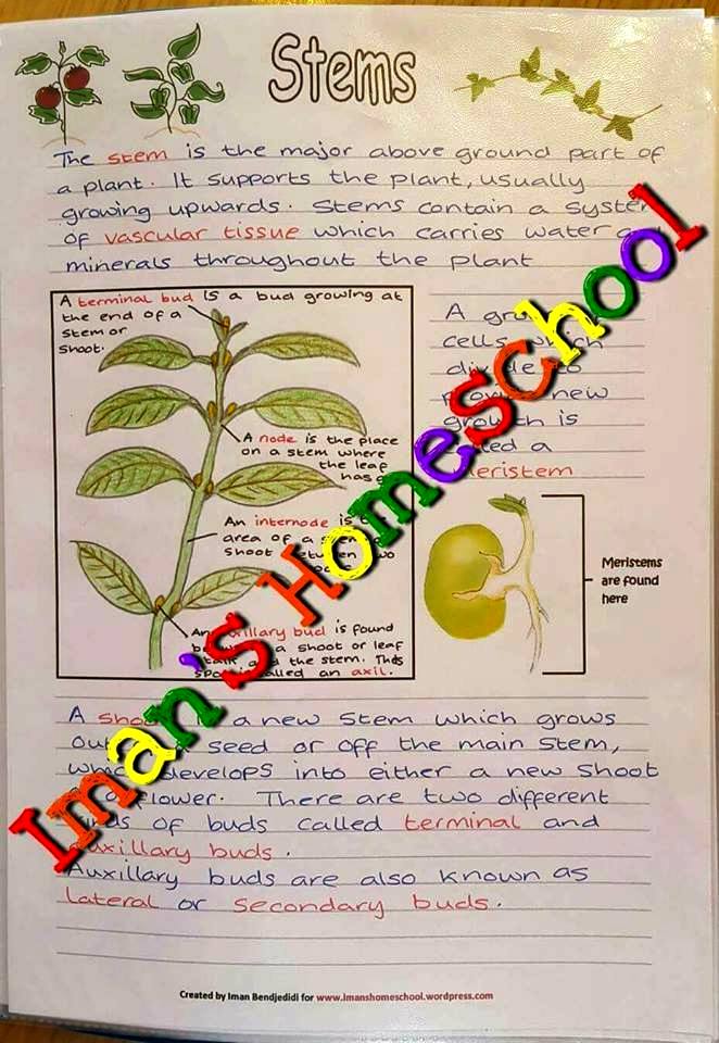 Iman's Home-School: Plants Notebooking Pages