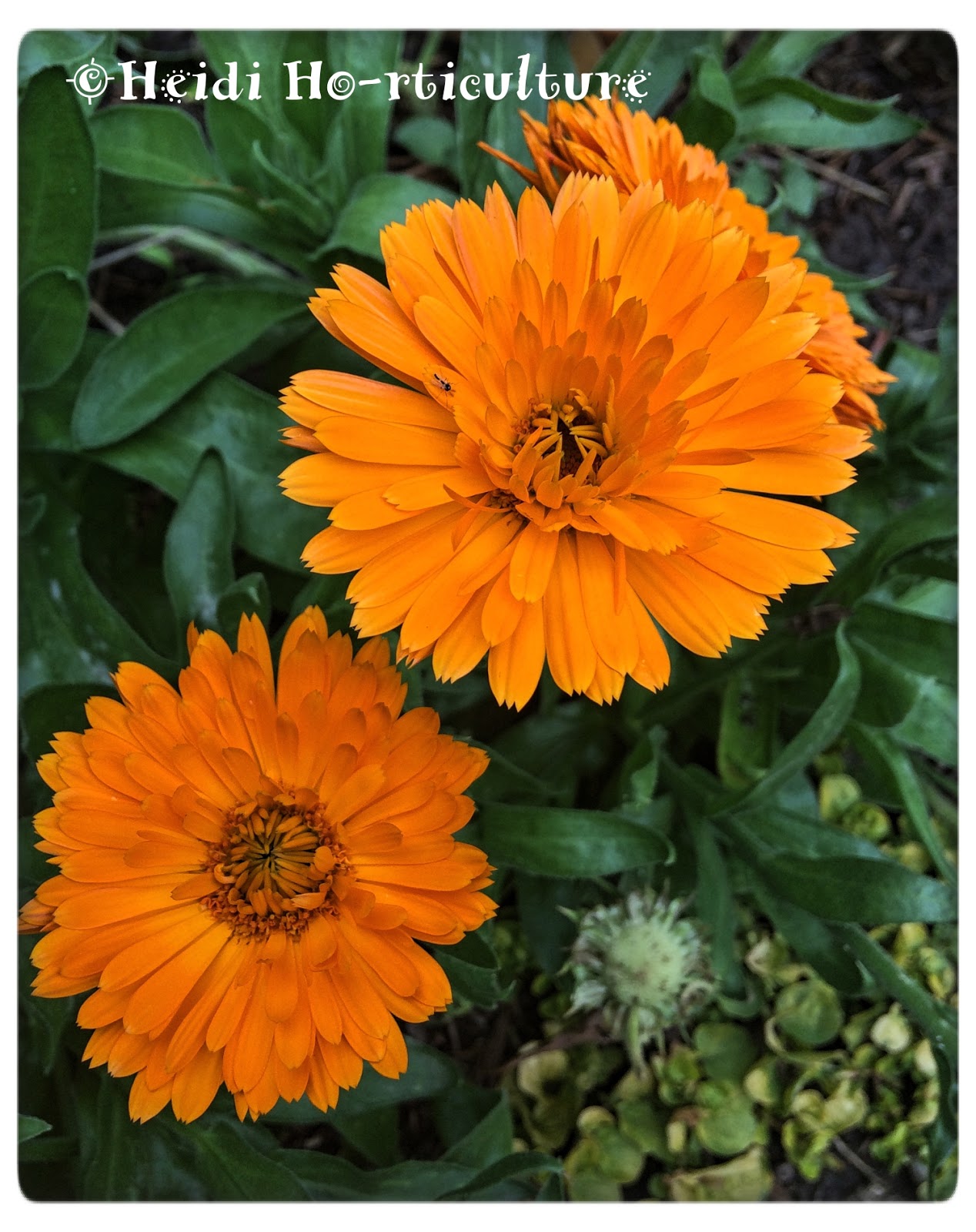 Heidi Horticulture: Calendula - Collecting Seeds and a Simple Trick To ...