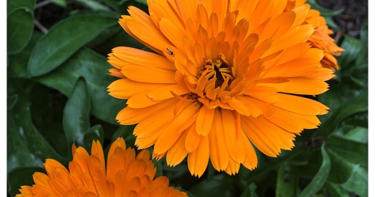 Heidi Horticulture: Calendula - Collecting Seeds and a Simple Trick To ...