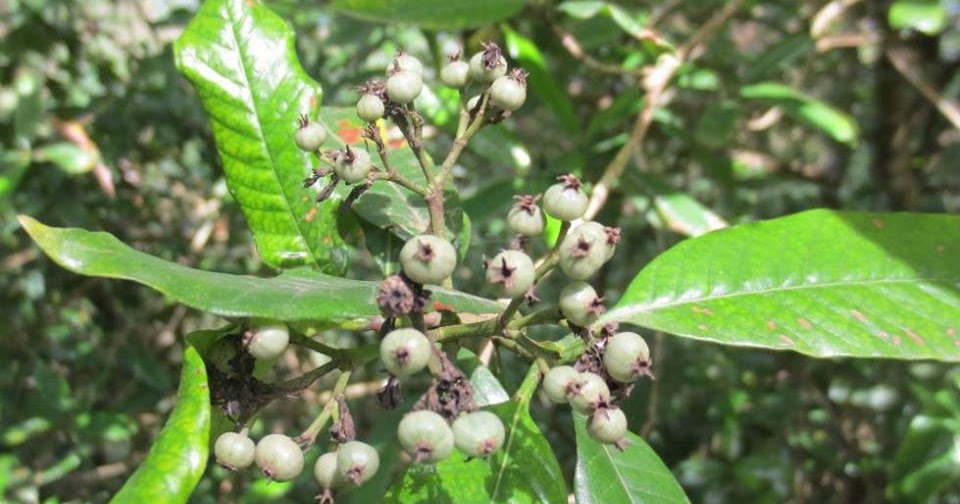 තරණ [Tarana] (Tarenna asiatica) ~ අපේ ඔසුපැළ Medicinal Plants of Sri Lanka