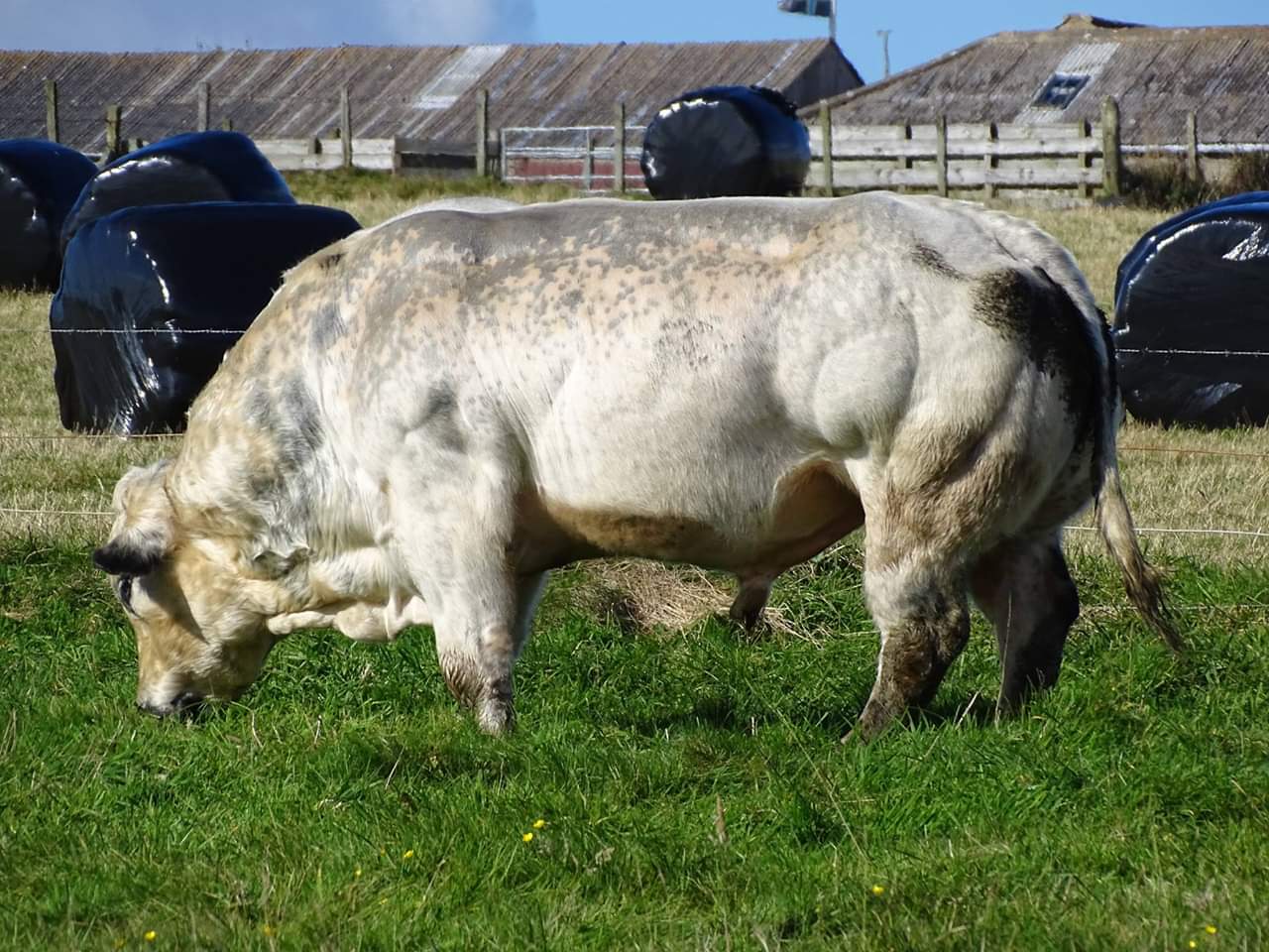 Ilmu Untuk Ternakan Ruminan: Sejarah dan Latar Belakang Lembu Belgian Blue