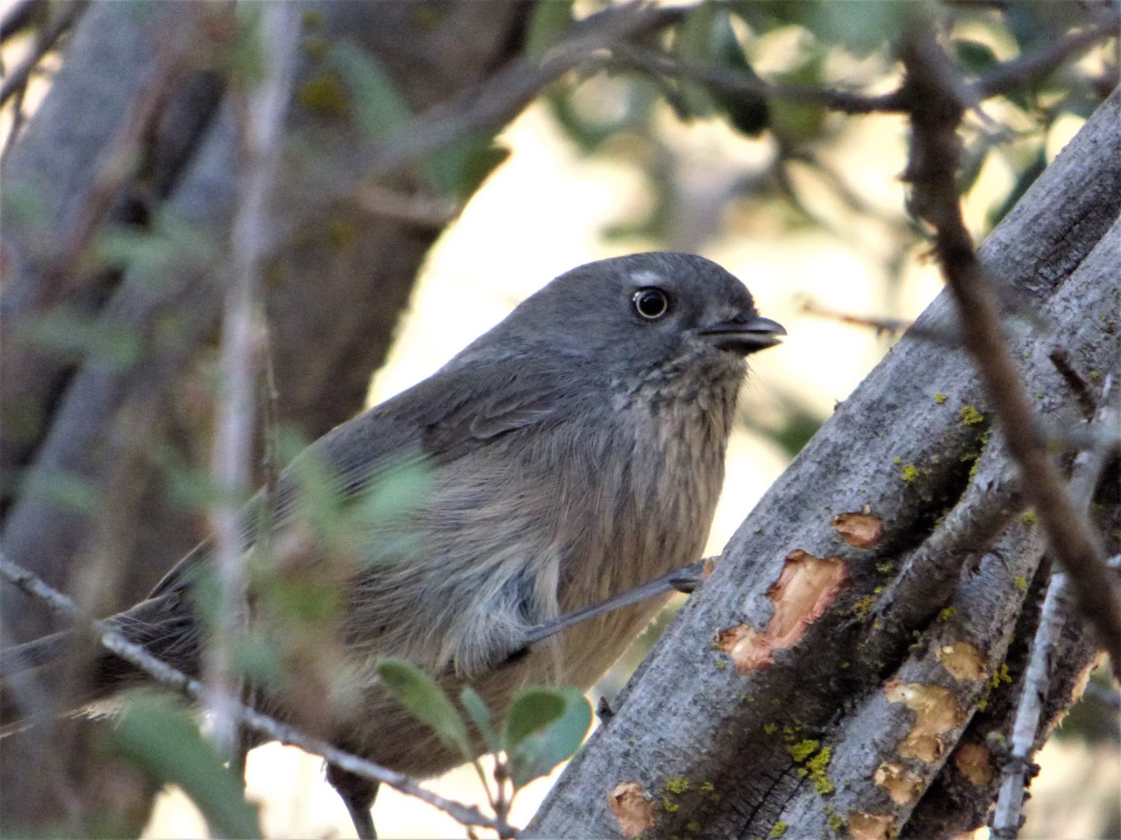 Geotripper's California Birds: Wrentit at Pinnacles National Park