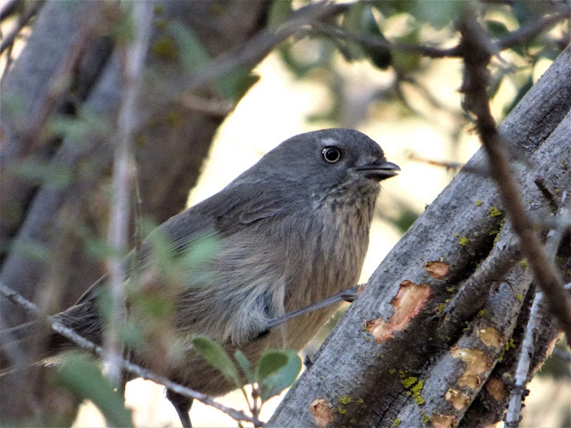 Geotripper's California Birds: Wrentit at Pinnacles National Park