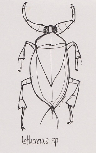 Louis learns to draw: Water Bug