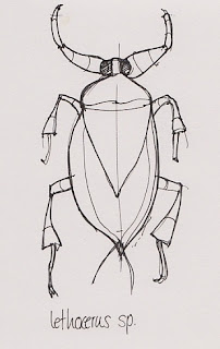 Louis learns to draw: Water Bug