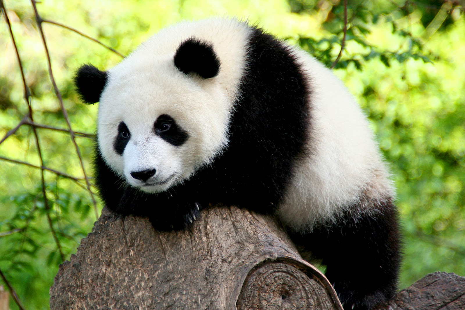 Panda, Free Stock Photos - Free Stock Photos