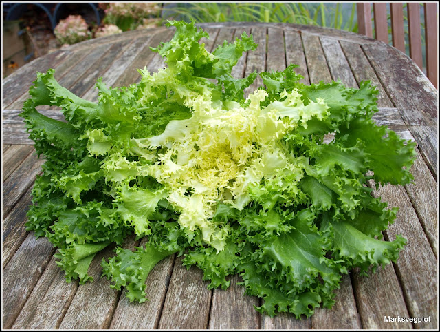 Mark's Veg Plot: Blanched Endives on the menu!