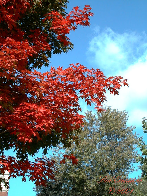 Fall Colors - Sugar Maple