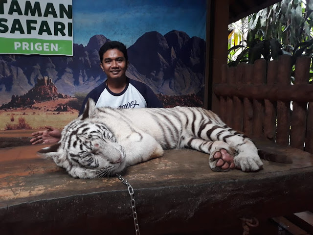 Filosofi Penguasa Jawa (Raja Jawa) Identik Dengan Symbol Macan (Harimau ...