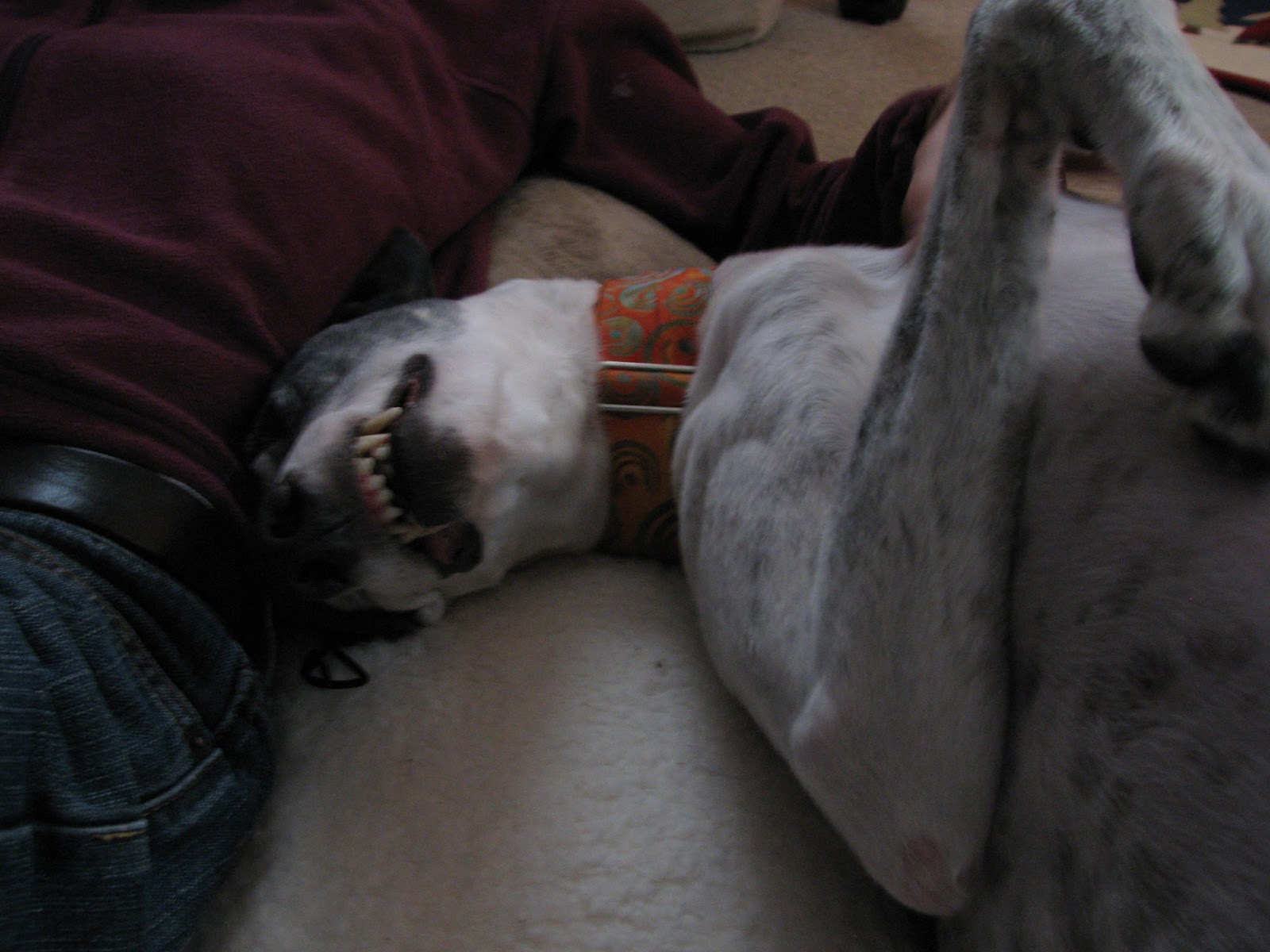 Northern Lights Greyhound Adoption Dog Blog: NLGA Photo Roundup ...