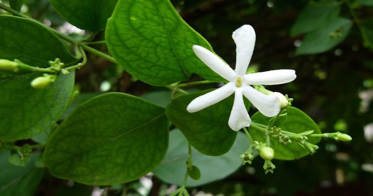 Medicinal Plants: Jasminum auriculatum Yuthika, Magadhi Juhi, Juthi ...