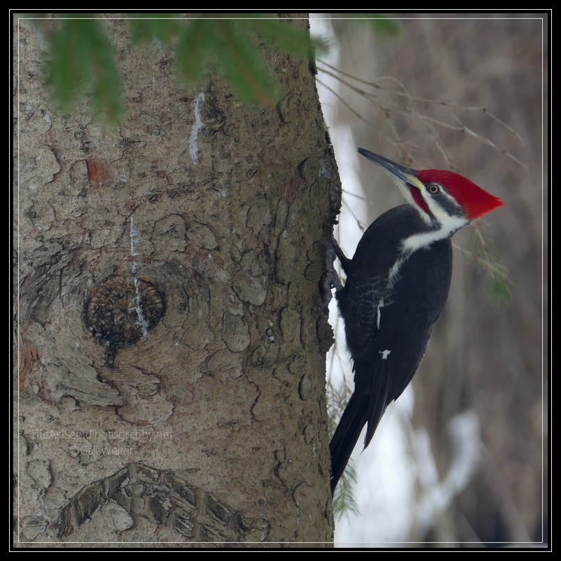 Pileated Woodpecker Size Comparison