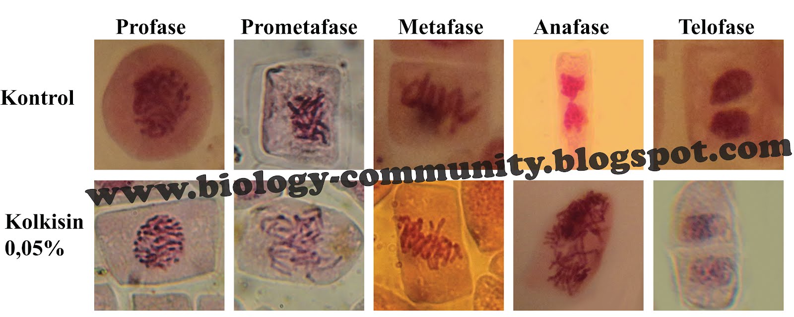 Induksi Kolkisin dan Poliploidi - Generasi Biologi