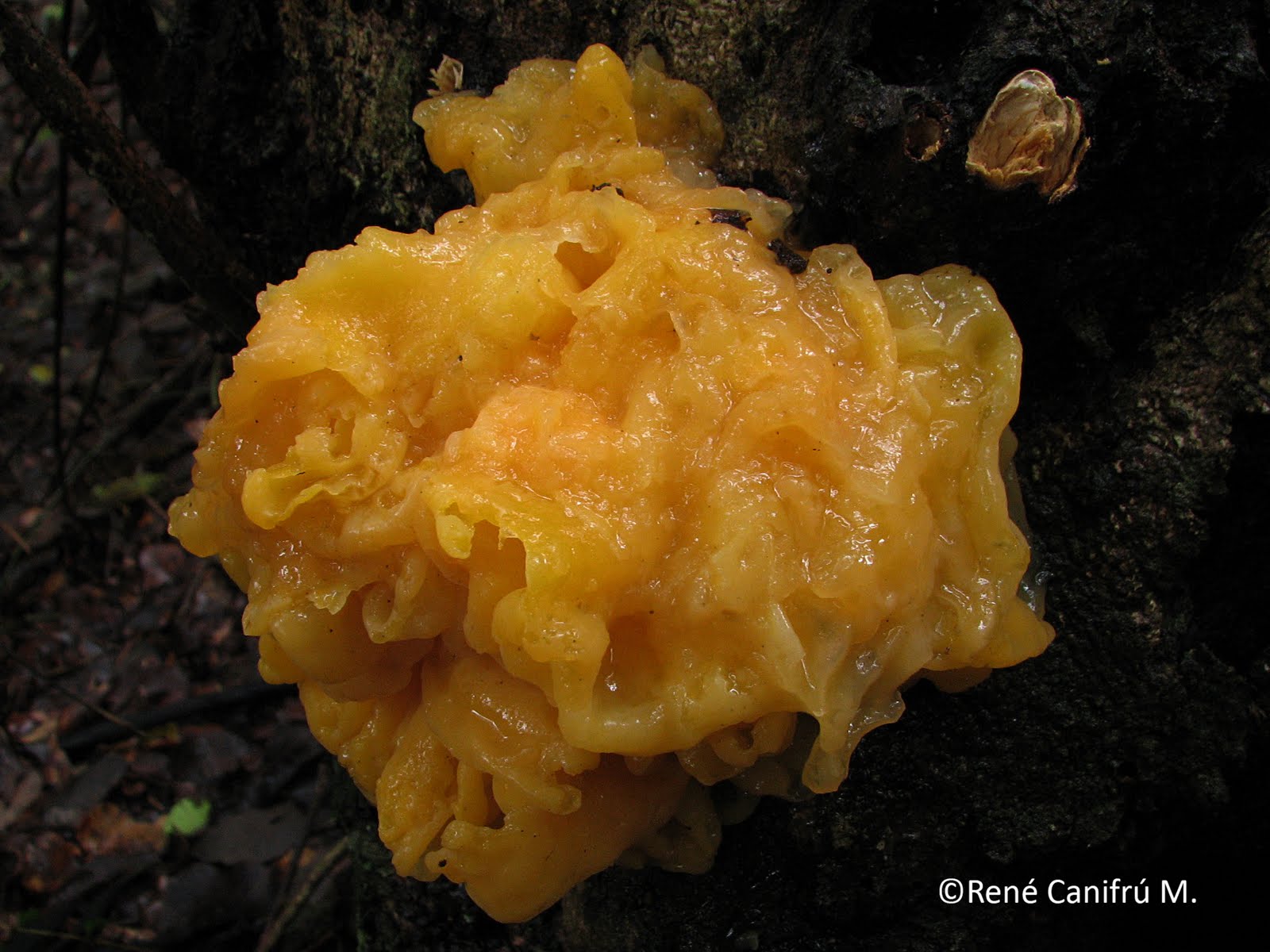 Hongos: Tremella mesenterica