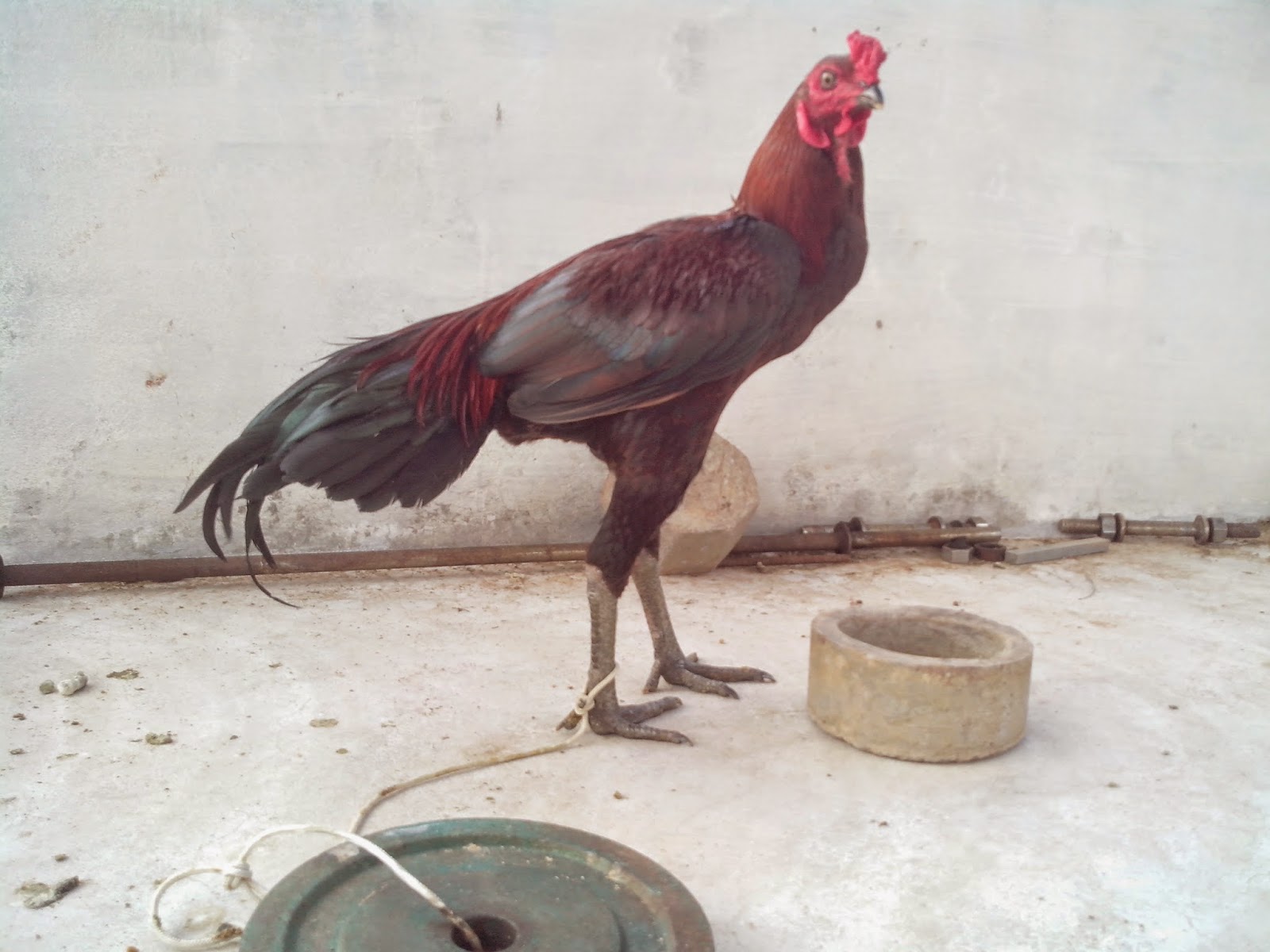 கட்டு சேவல் - KATTU SEVAL - SANDAI SEVAL - FIGHTING ROOSTER: ROOSTER'S ...