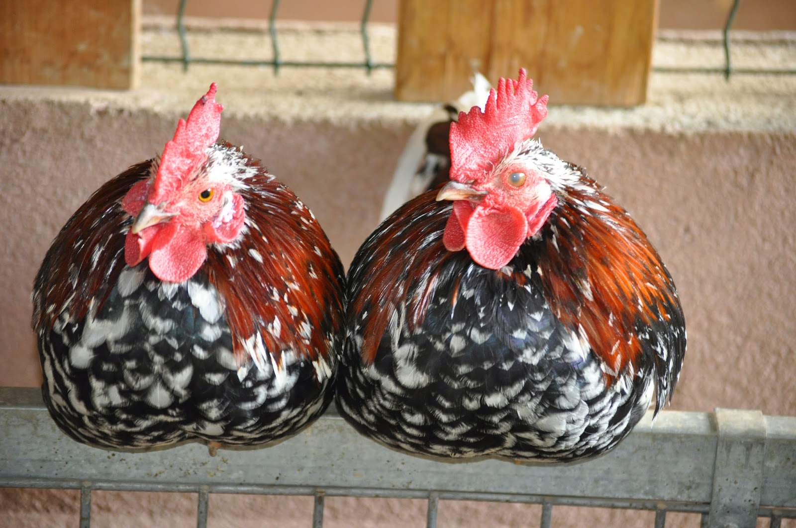 ZOOTOGRAFIANDO (6.096 ANIMALS): GALLO, GALLINA DOMÉSTICA / CHICKEN ...