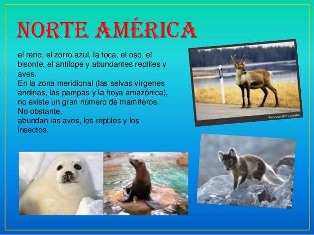 CONOCIENDO AMÉRICA DE UNA MANERA MODERNA: La fauna de América