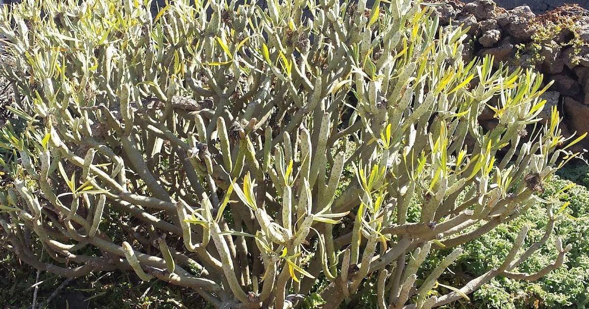 Kleinia neriifolia (Verode)