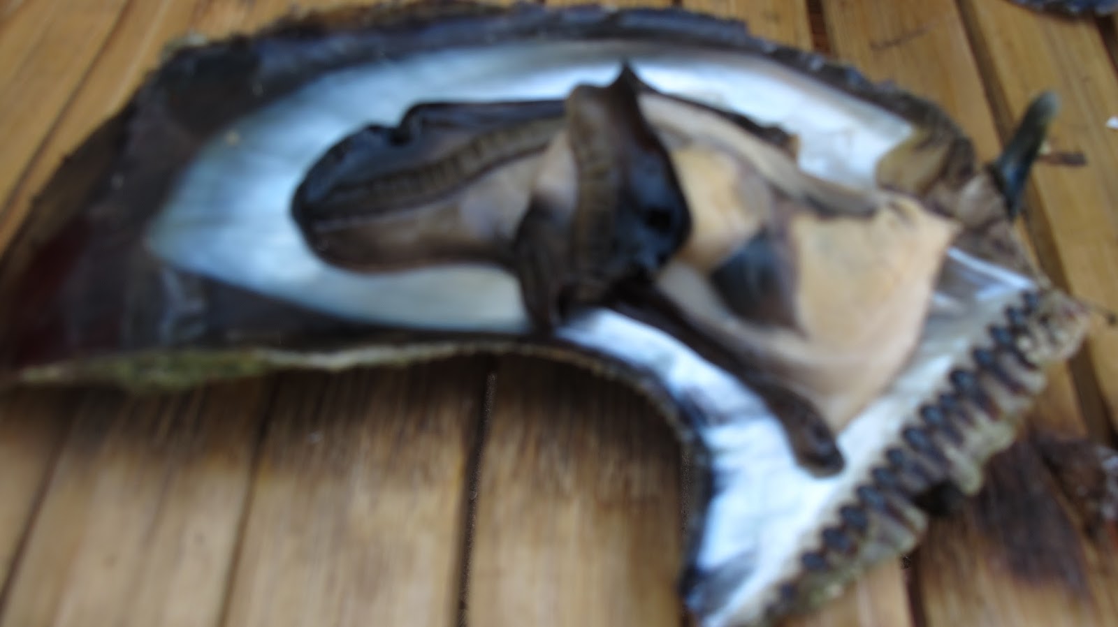 Scallops, Wasay wasay and other Seafood offerings at Isla Gigantes ...