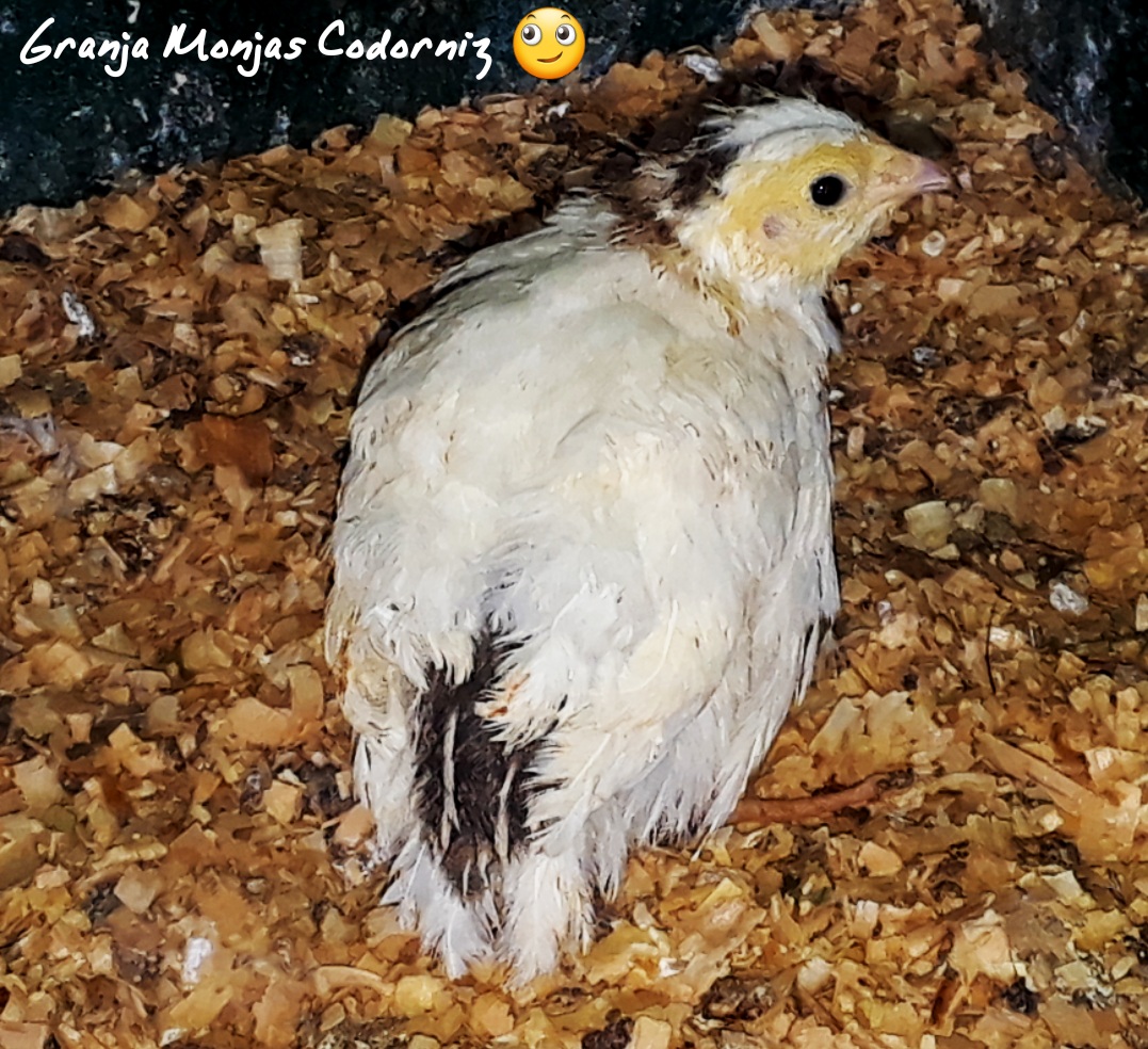 Codornices en Guatemala