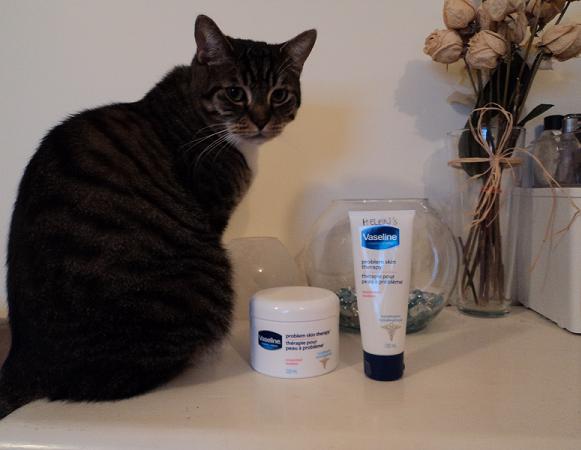 Can I Put Vaseline On My Cat Bum: Essential Insights – Cattybox