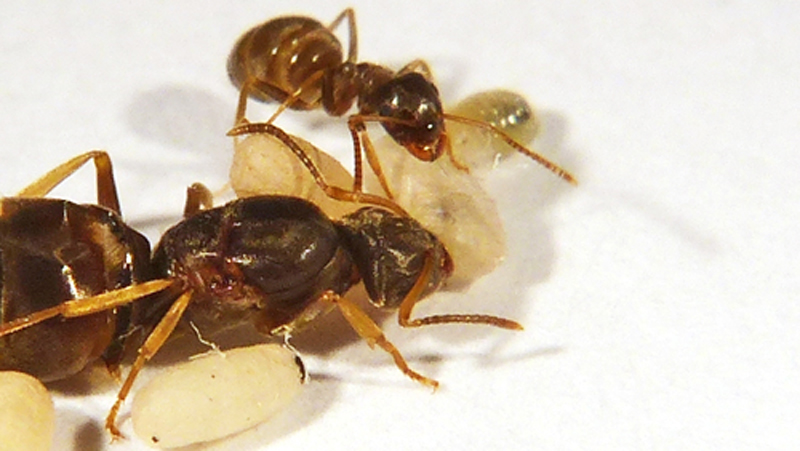 Градински супермравки "нахлуват" във Великобритания - История, наука ...