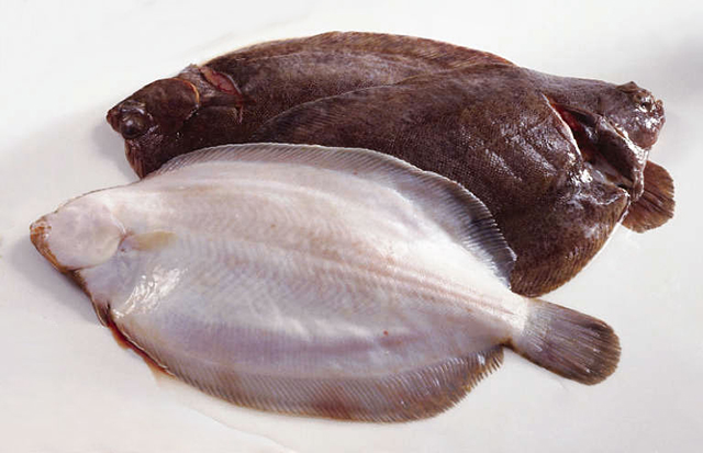 Koken en zo. Echt koken.: Zeepaling, zeeduivel en zeetong