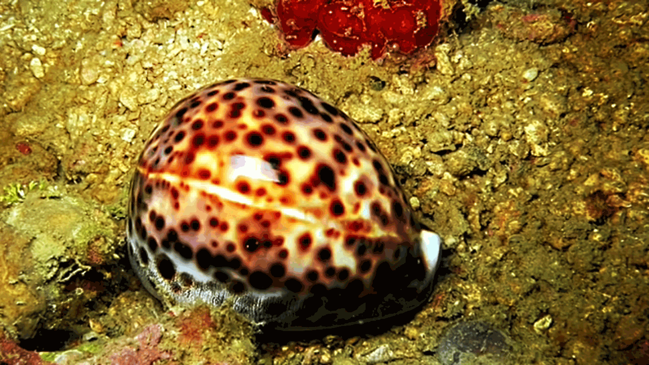 JANGAN LIHAT BENTUKNYA! INILAH 5 SIPUT LAUT PALING LEZAT DIMAKAN - BeNk ...