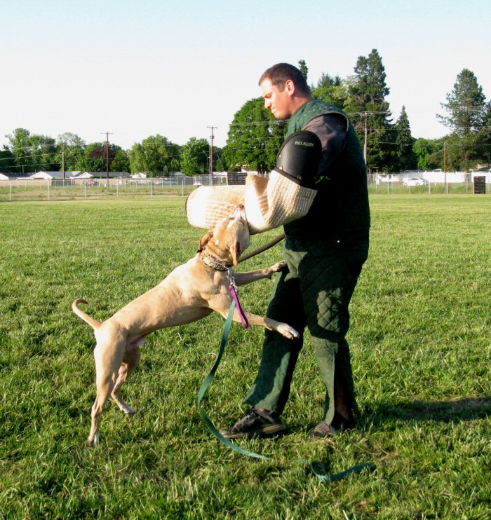 Life with Seppel: Bite work, agility, and loose dogs!