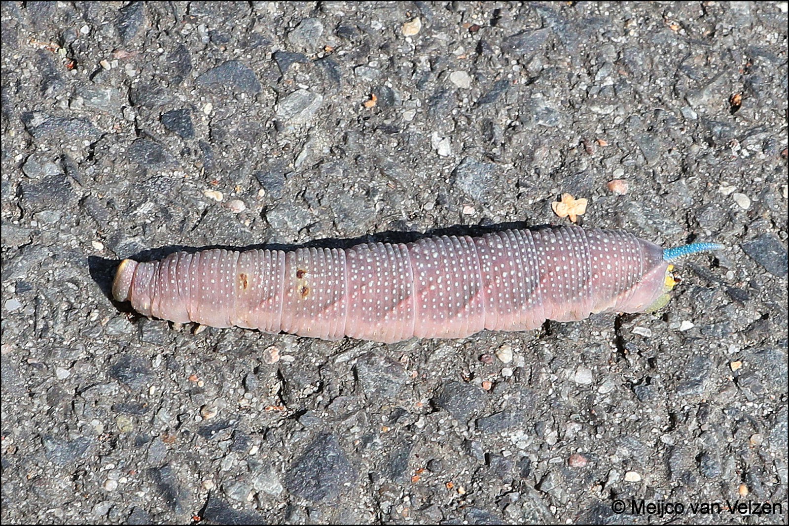 Meijco: Rangsdorfersee